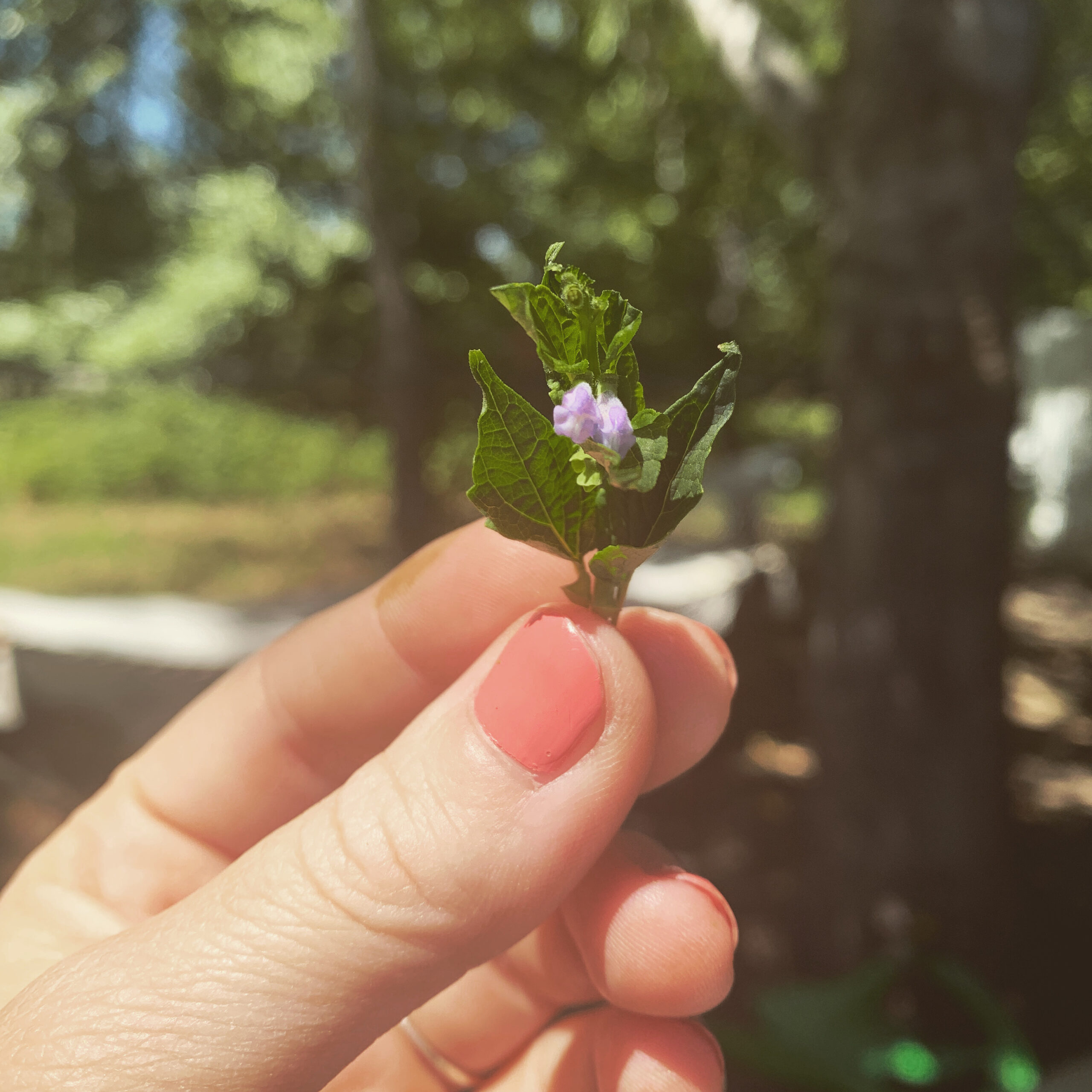 Plant Profile: Skullcap - July 18, 2023 | KPFA
