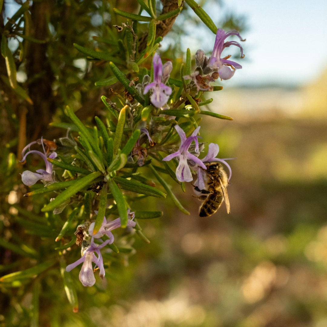 Spring Cleaning | KPFA