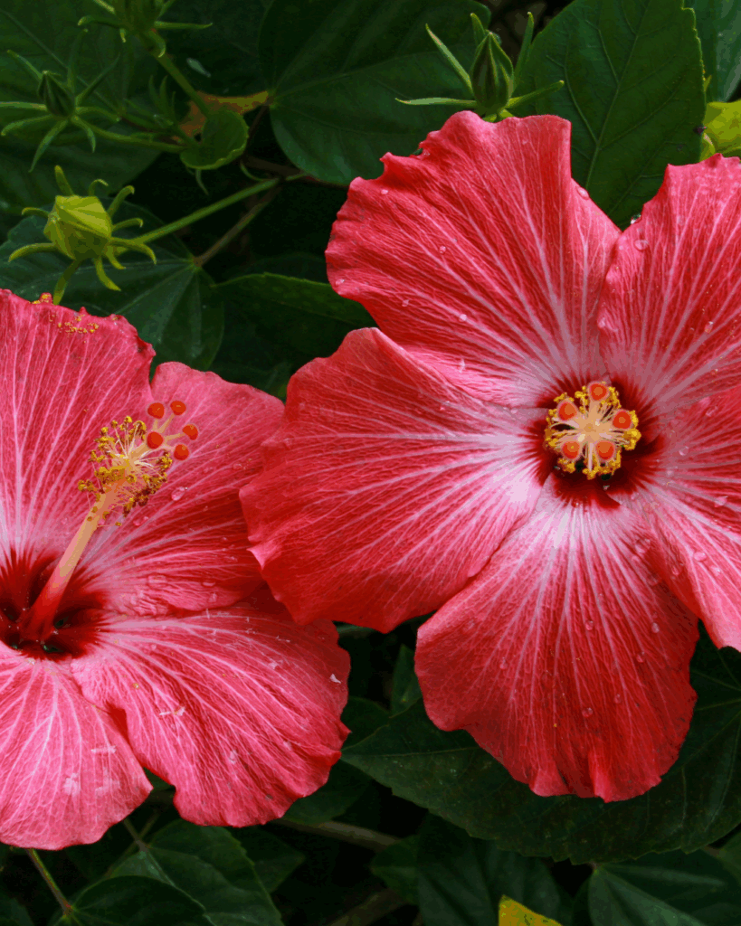 Caring for the Blood | KPFA