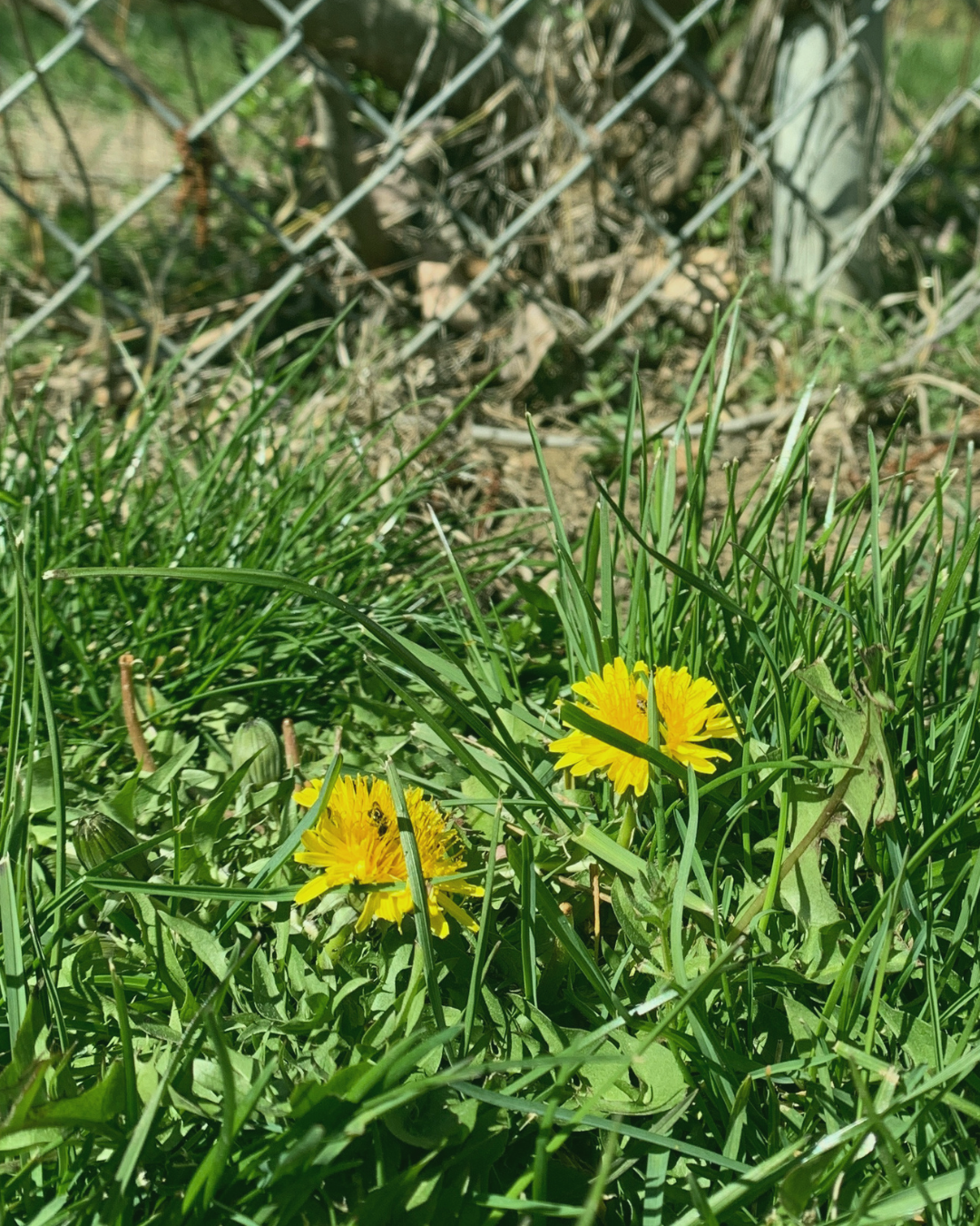 Dandy + Fence | KPFA