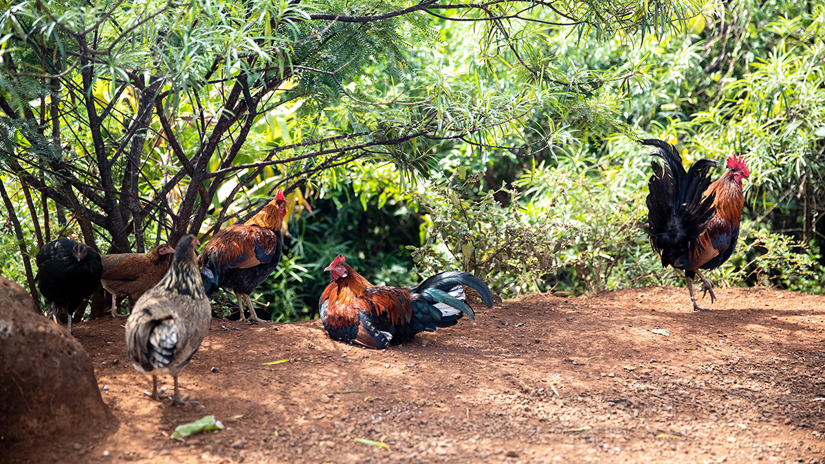How the Chicken Crossed the Road To Build a Regenerative Food System | KPFA